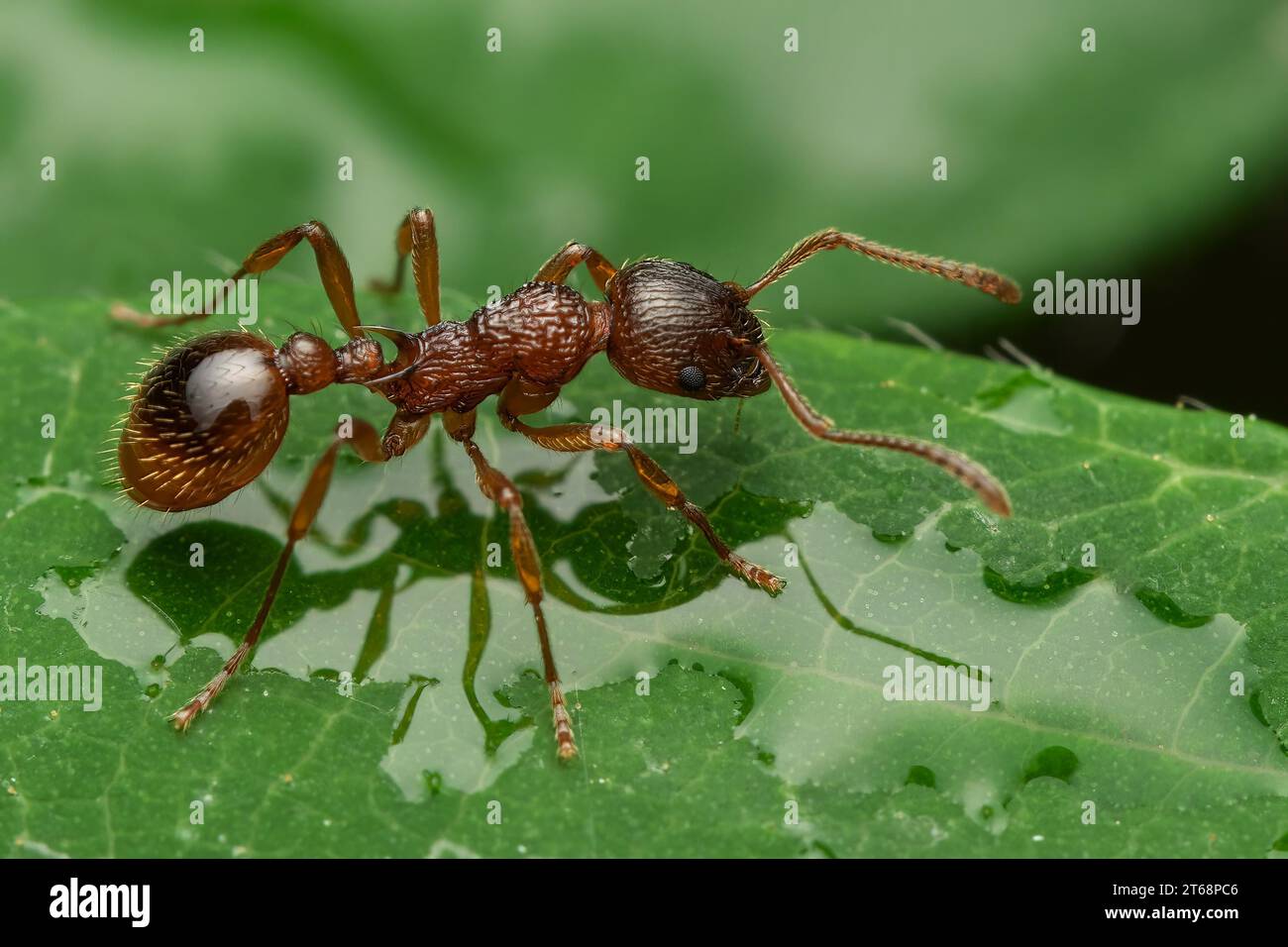A close-up of a Common Red Ant on a leaf Stock Photo - Alamy
