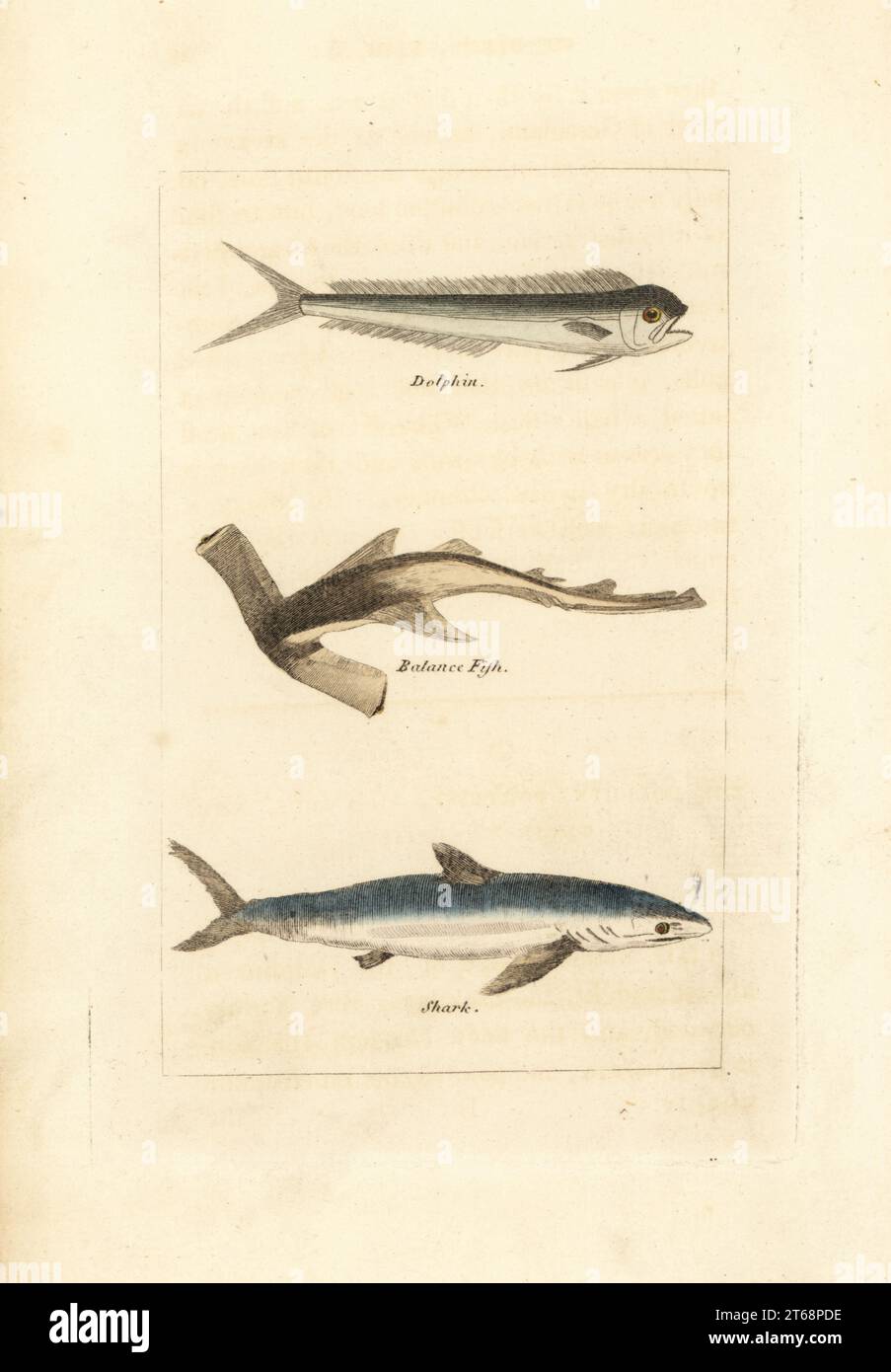 Unknown fish (mislabeled dolphin), balance fish or hammerhead, Sphyrma ...