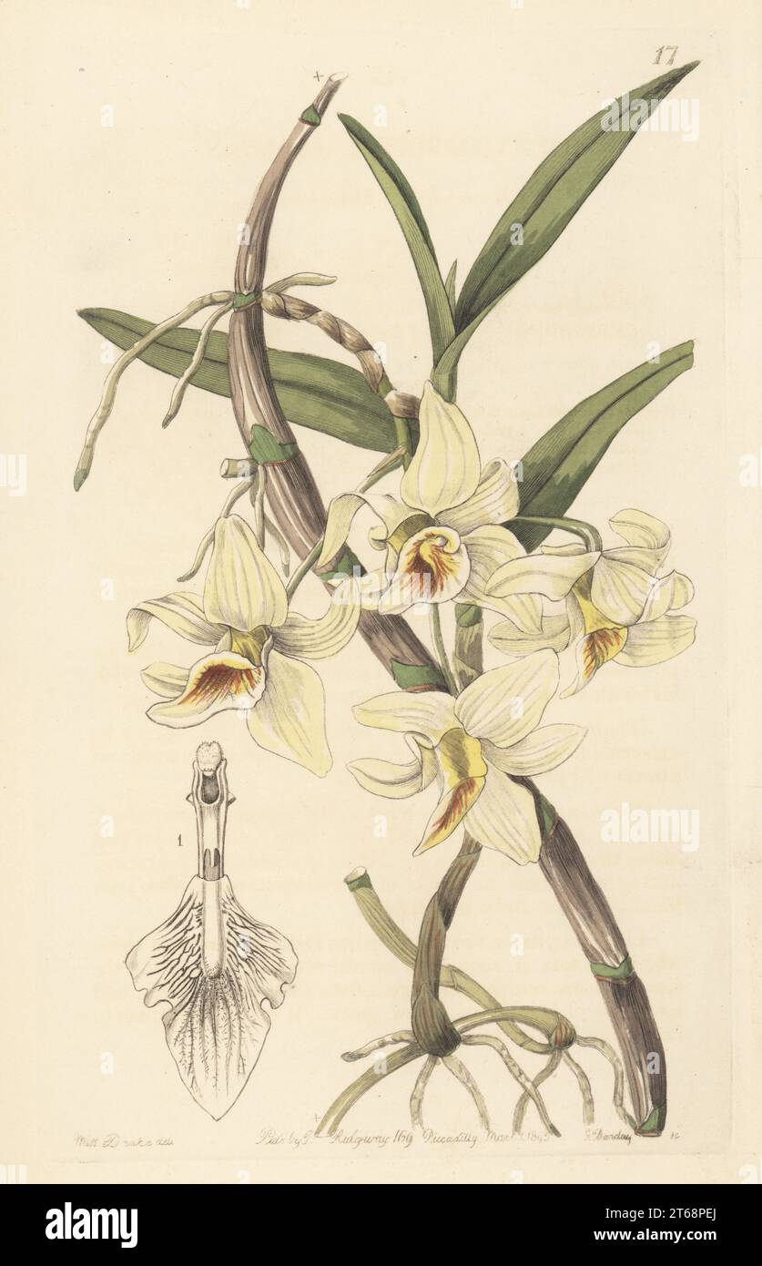 Rhomb-lipped dendrobium orchid or jian dao chun shi hu, Dendrobium ...