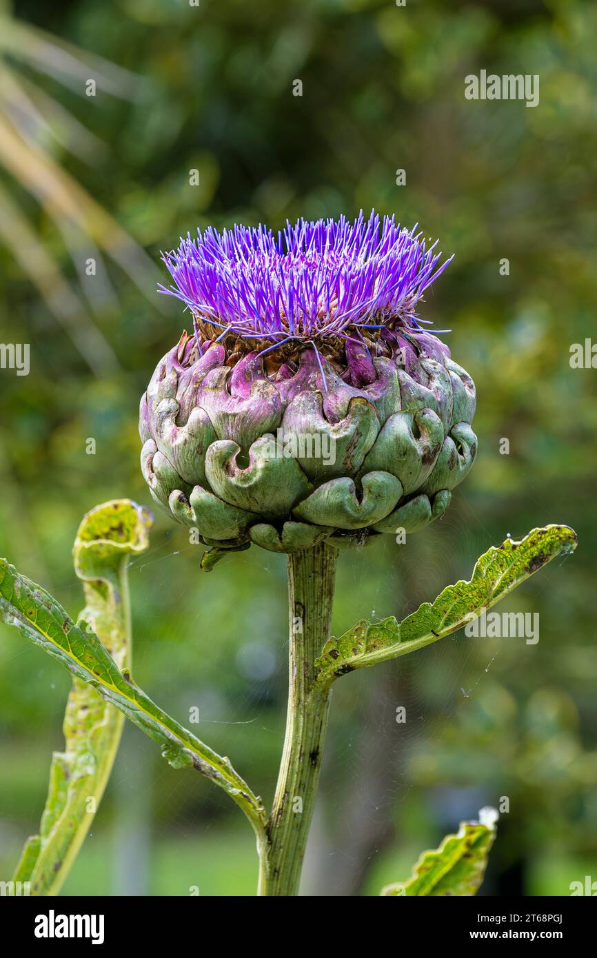 Atichoke thistle hi-res stock photography and images - Alamy