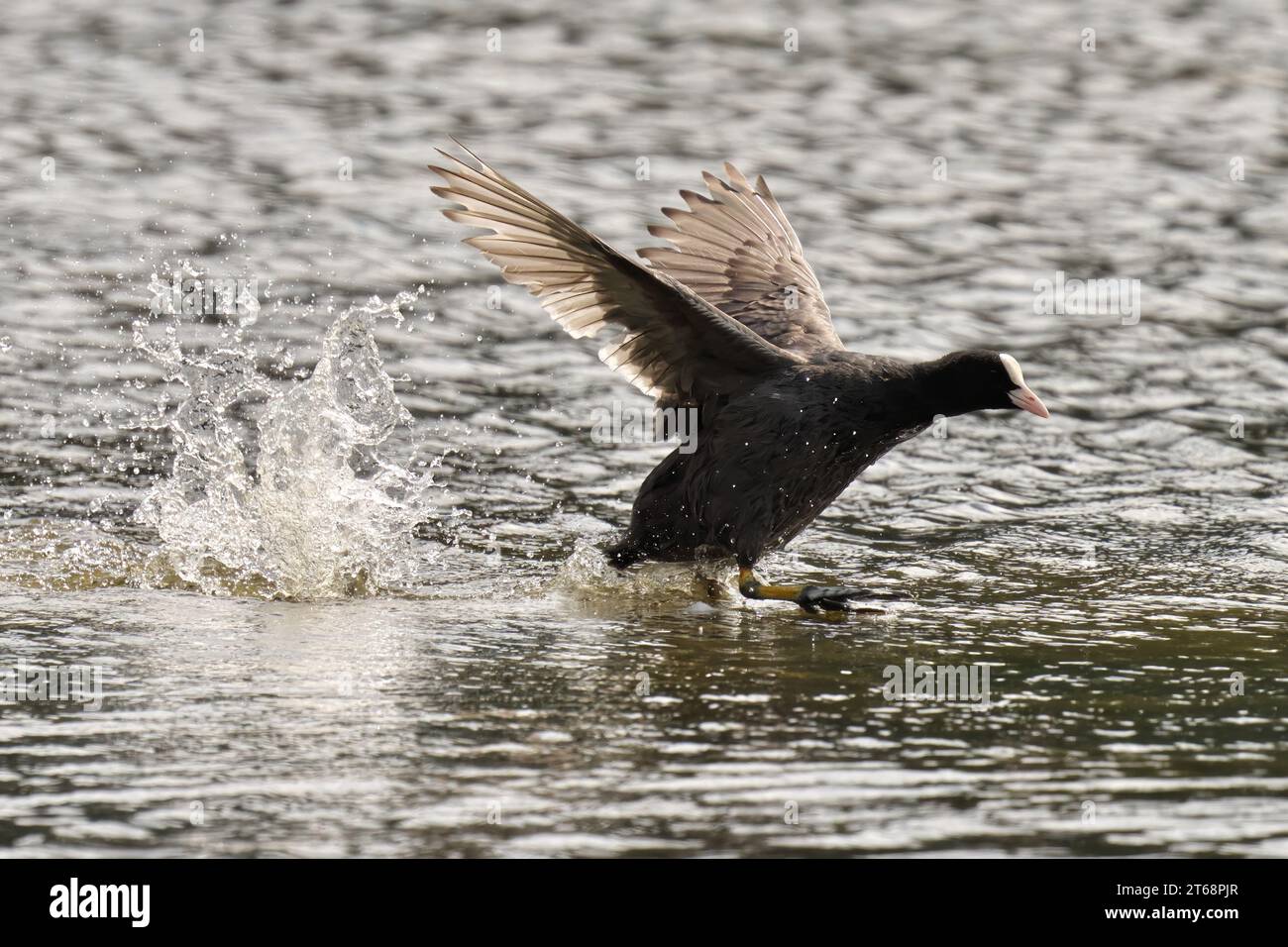 A coot flying over a lake Stock Photo - Alamy