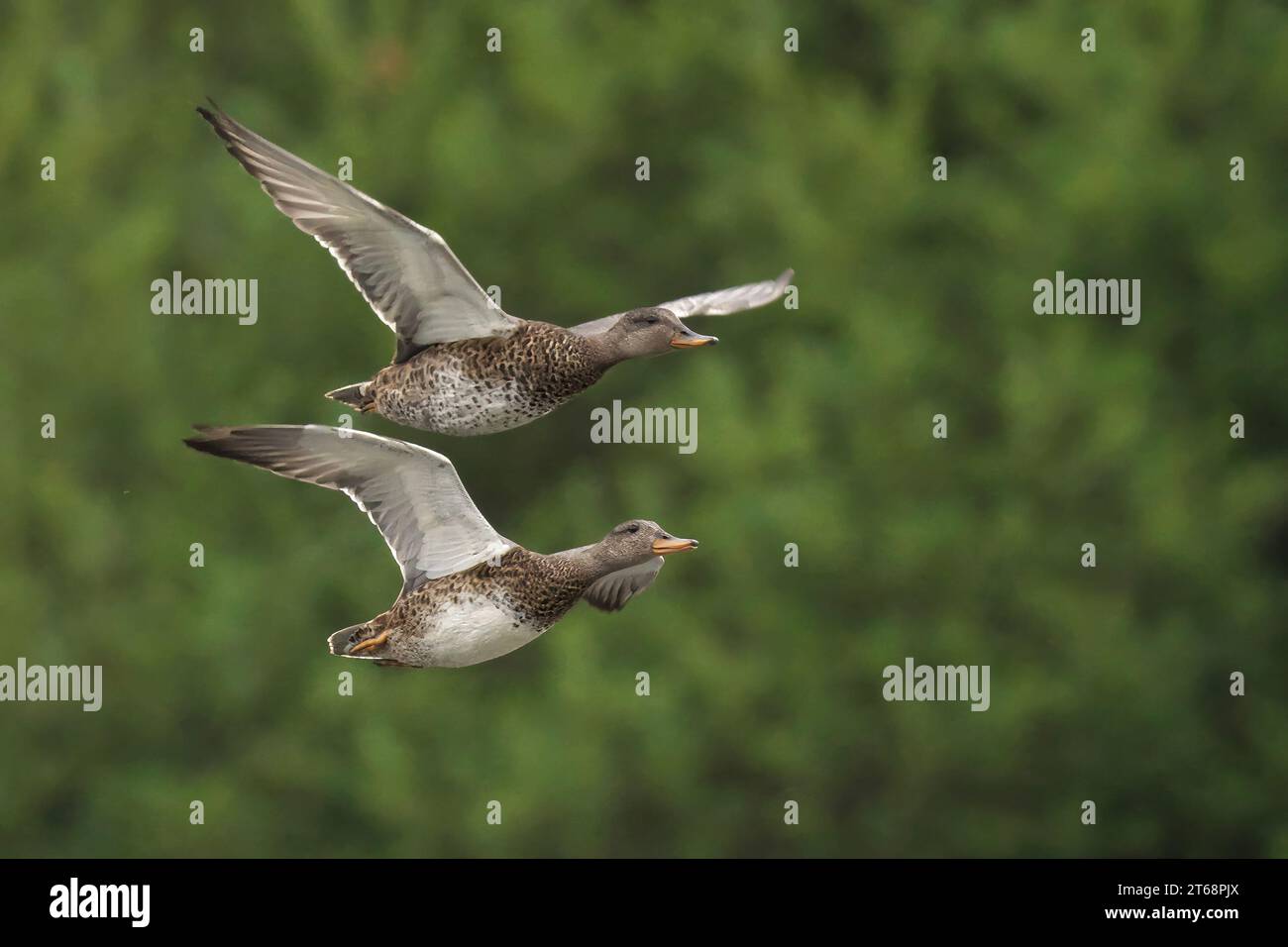 Two gadwalls hi-res stock photography and images - Alamy