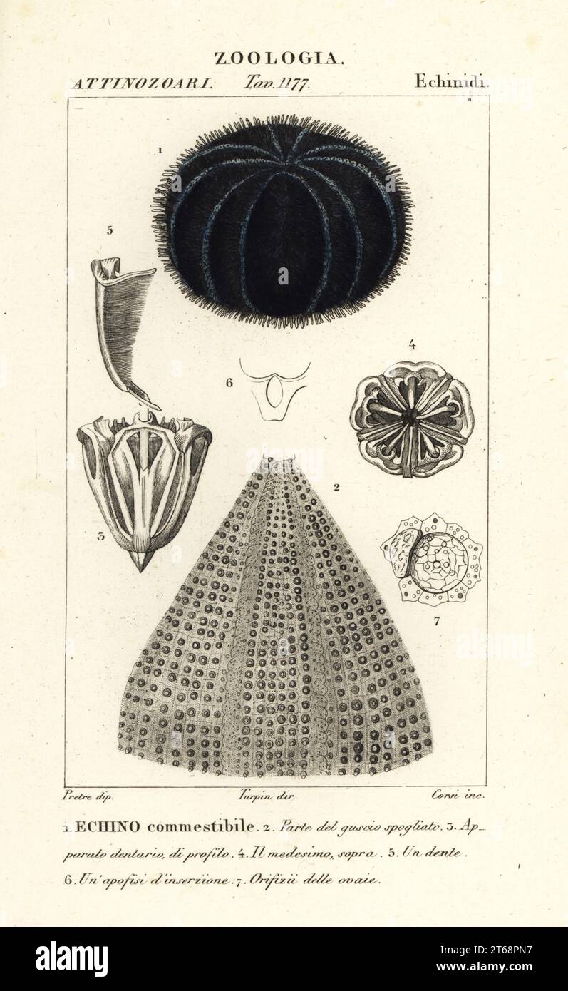 European edible sea urchin or common sea urchin, Echinus esculentus ...