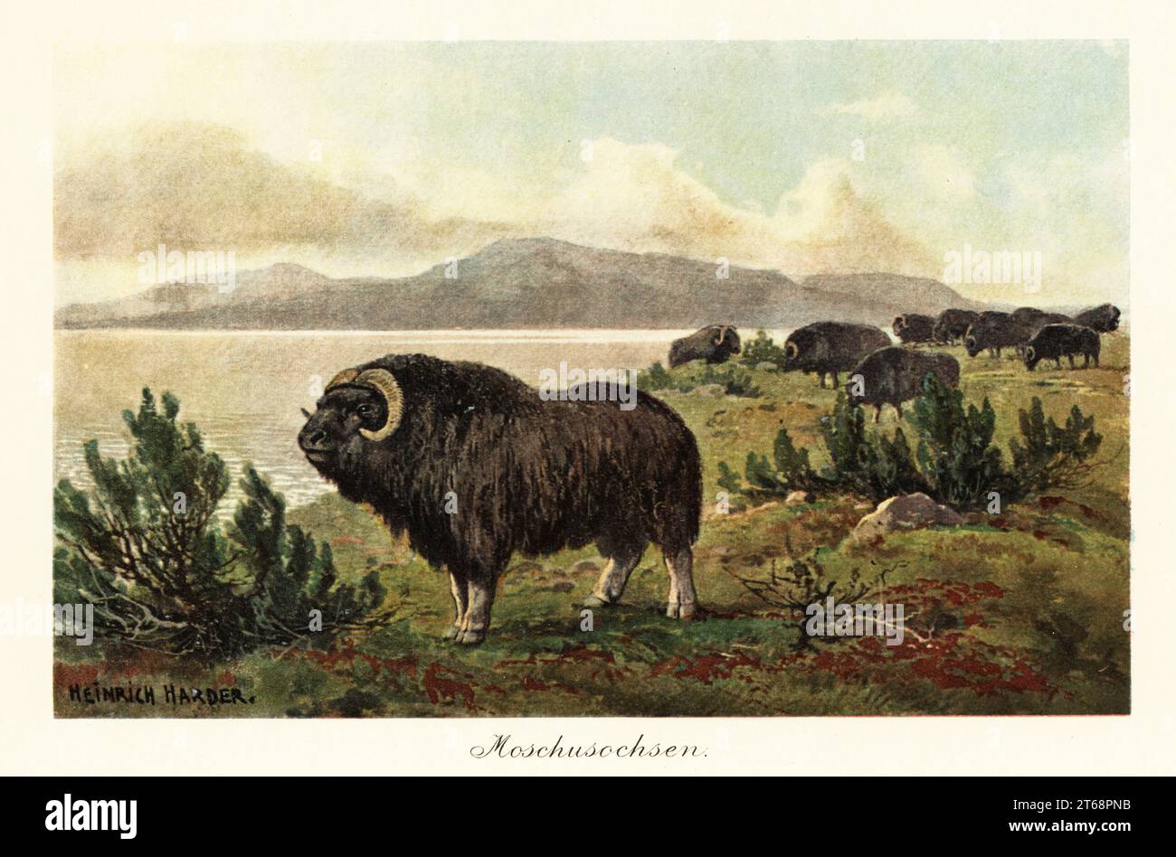Muskox or musk ox, Ovibos moschatus, hoofed mammal of the family ...