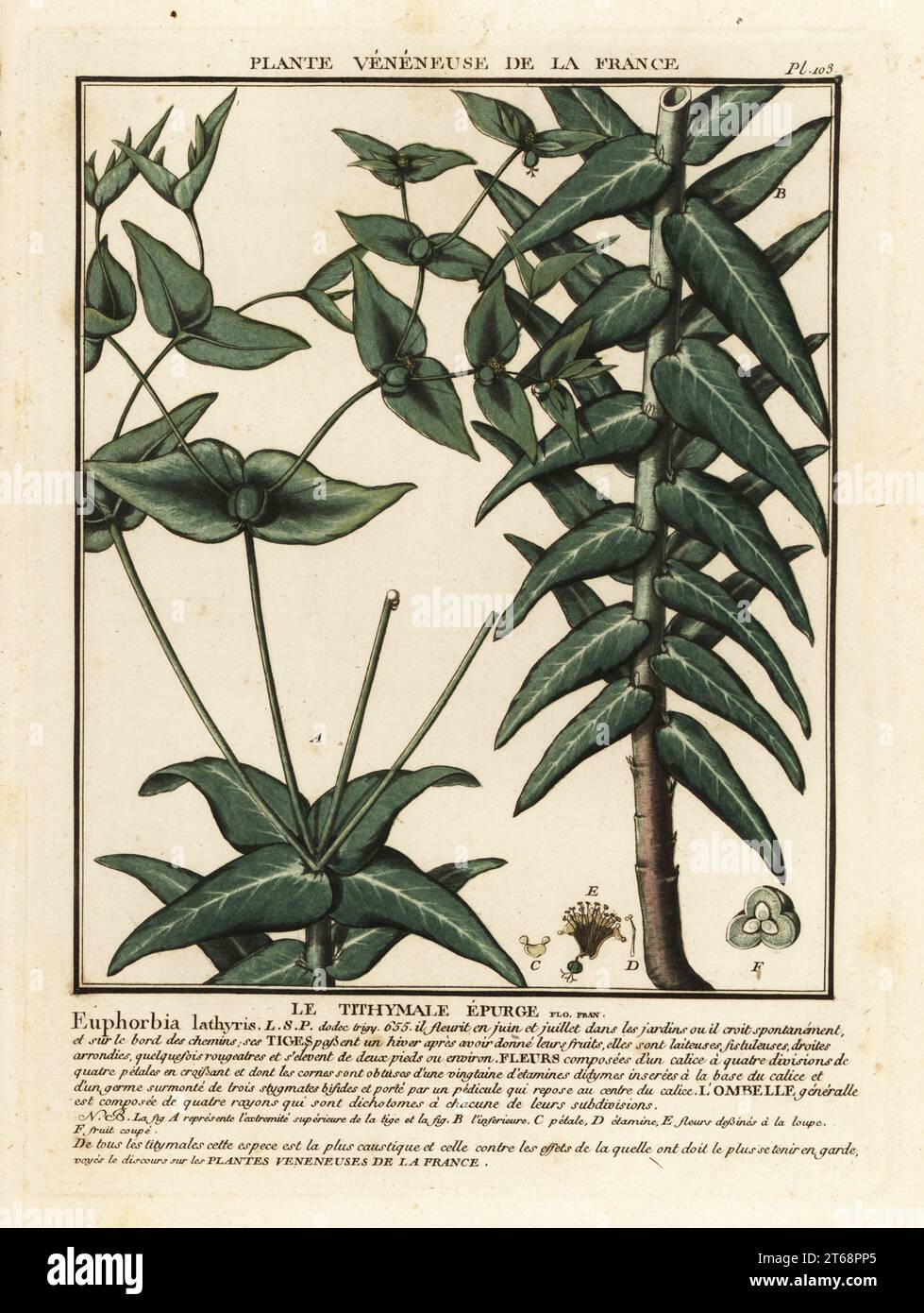 Tithymale hi-res stock photography and images - Alamy