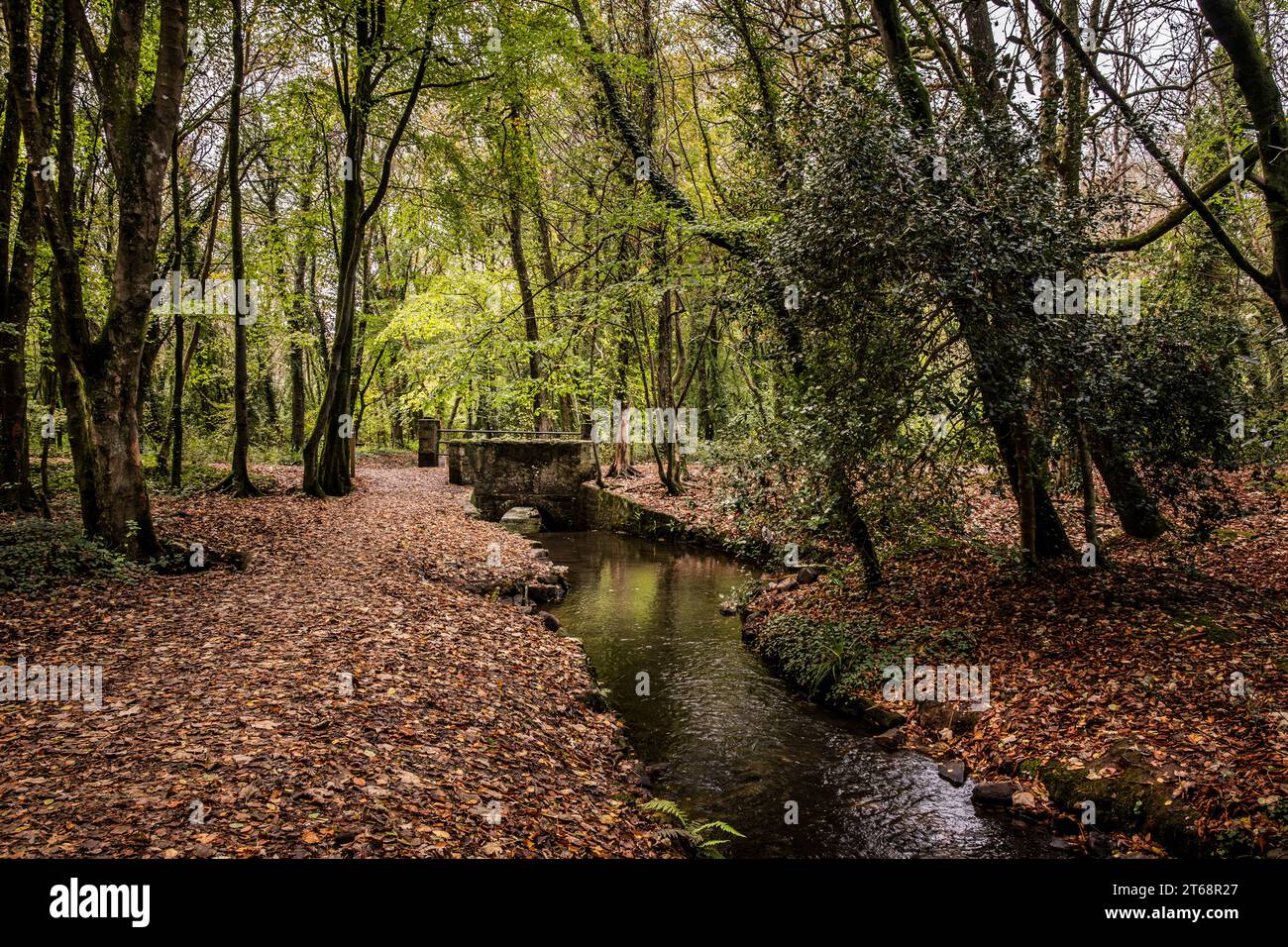 Tehidy stream flowing Tehidy Woods Country Park in Cornwall in the UK ...