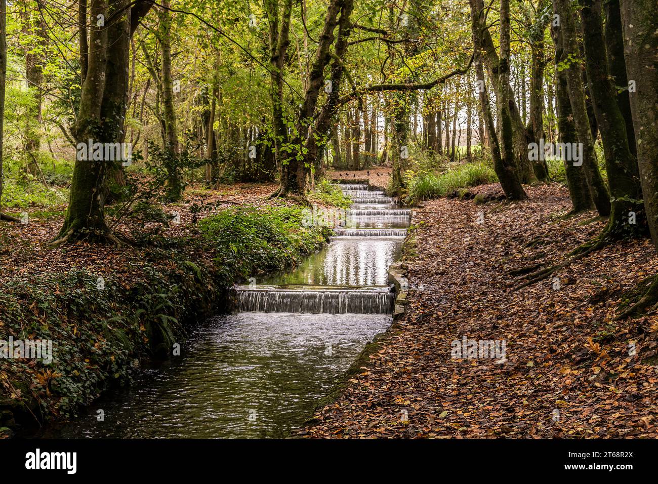 Tehidy stream flowing over cascades in Tehidy Woods Country Park in ...