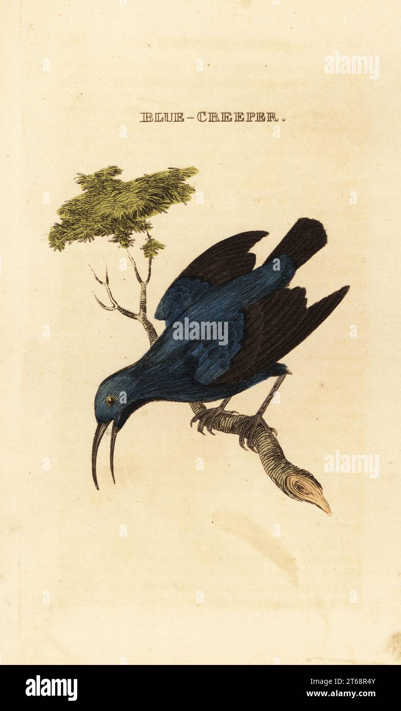 Blue creeper from surinam hi-res stock photography and images - Alamy
