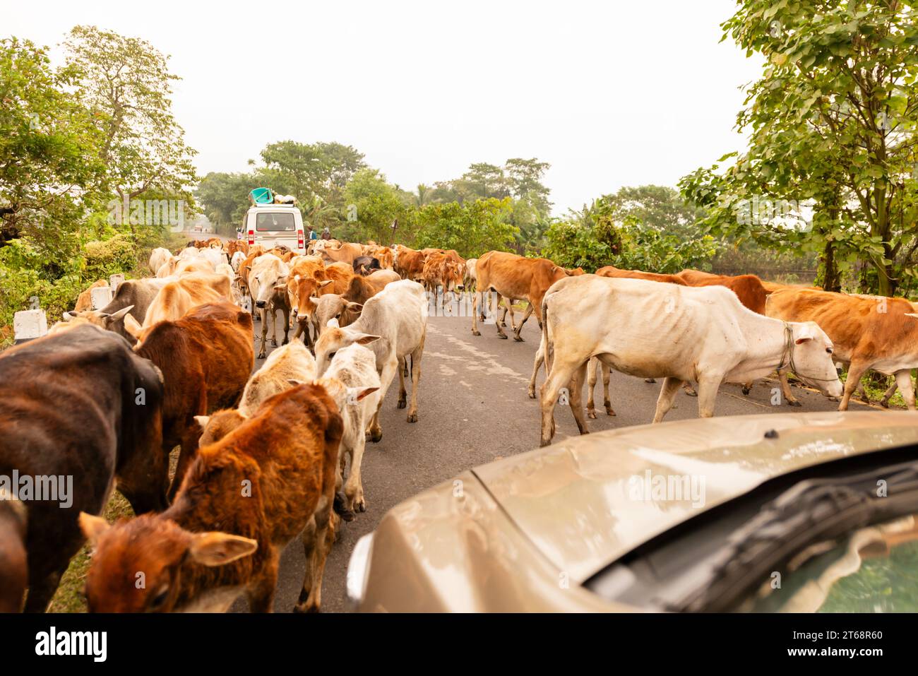 Cows, being taken to a pasture for grazing, blocking vehicles in a ...