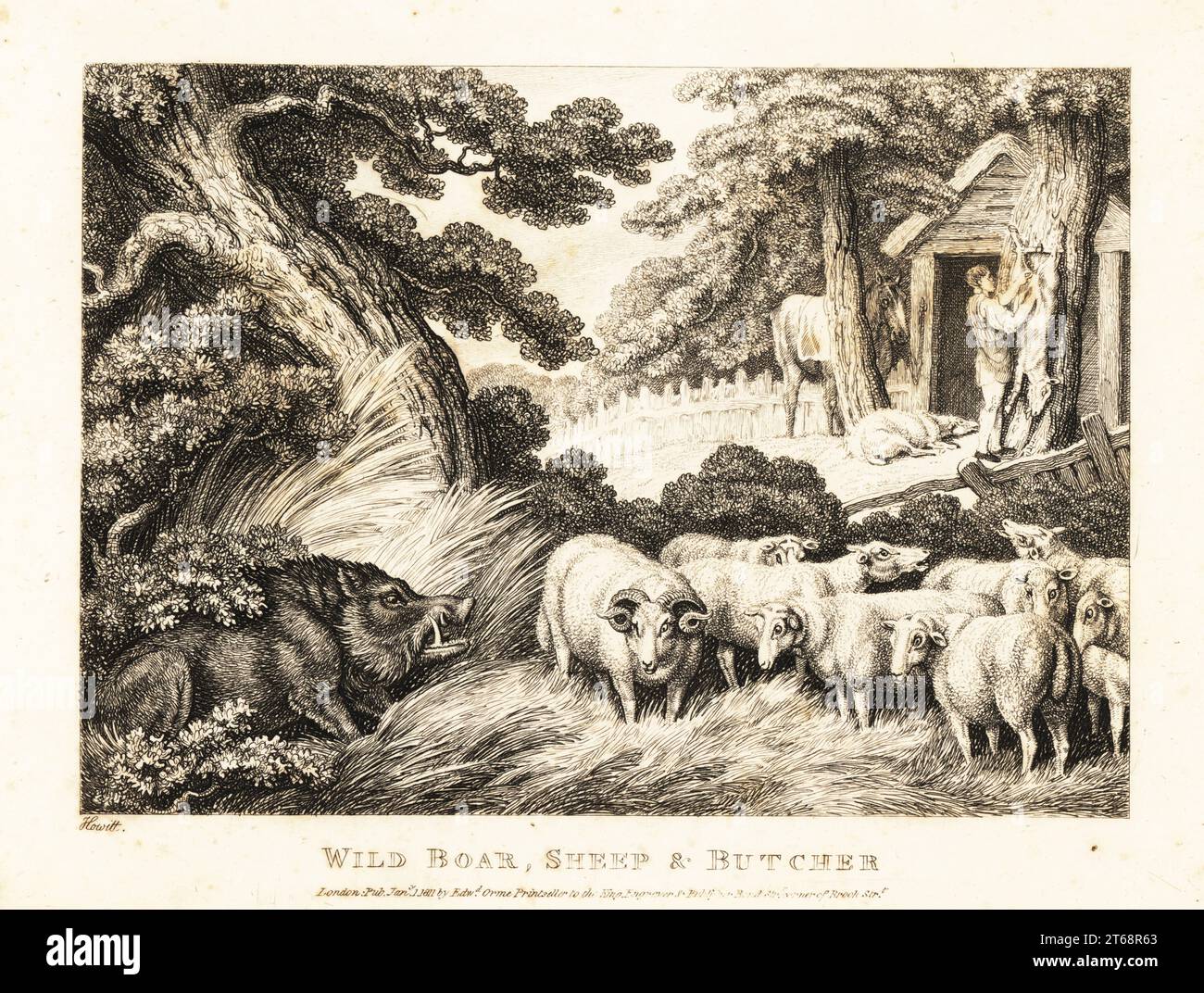 A flock of sheep wait for slaughter by a butcher, and a boar mocks them ...