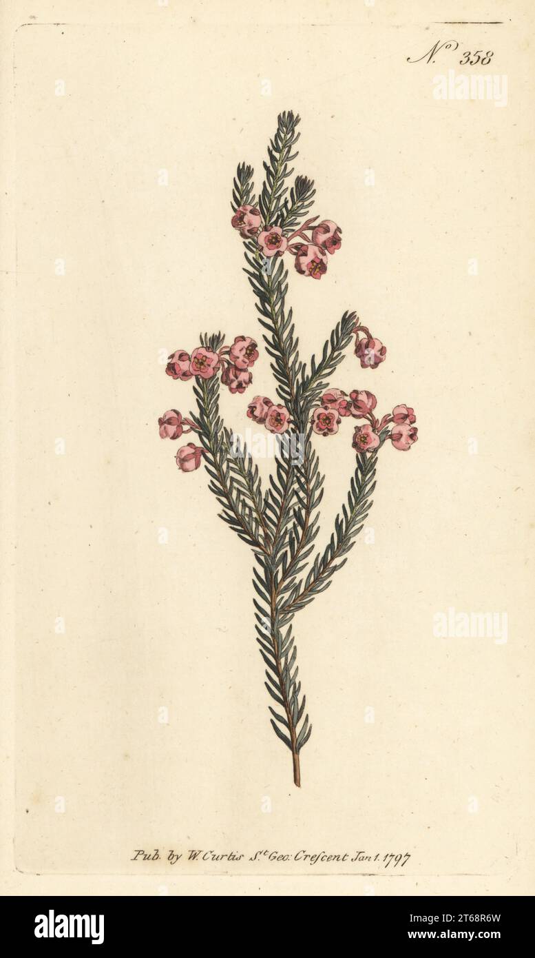 Berry heath or arbutus-flowered heath, Erica baccans. Native to the ...