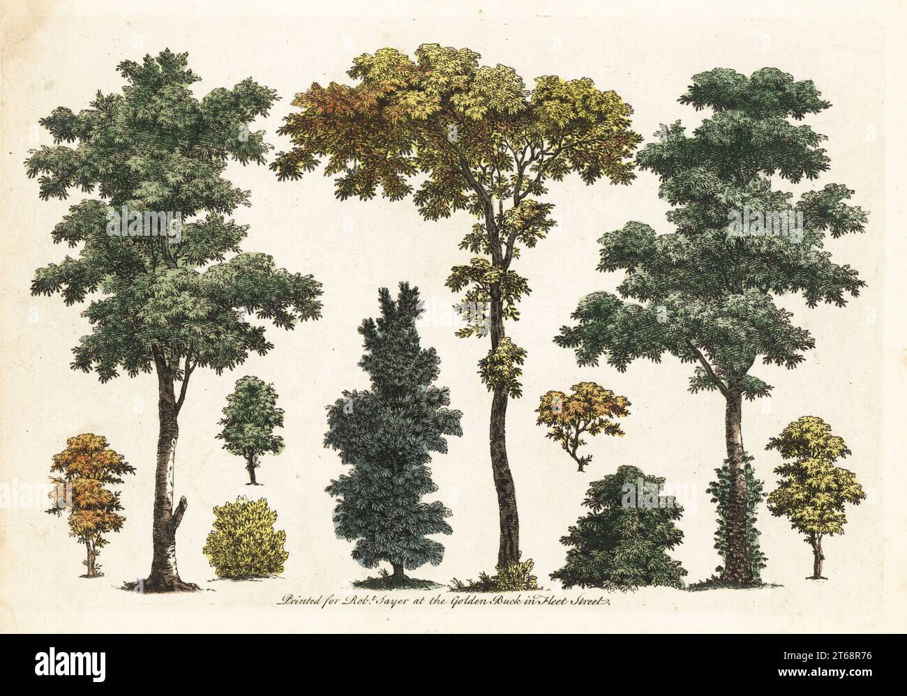 Figures of trees, bushes, foliage and shrubbery from an art tutorial ...