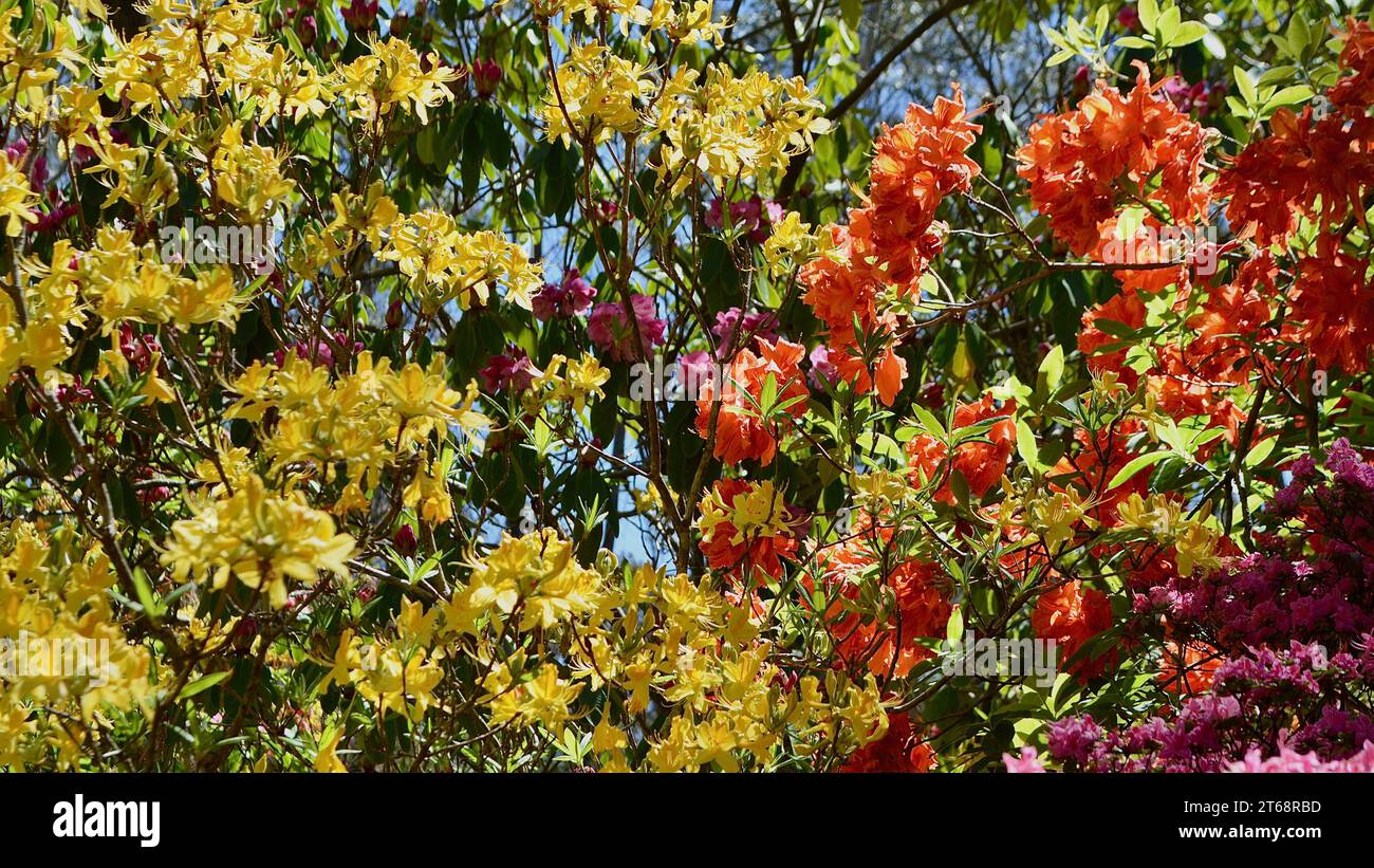 Beautiful spring color in the garden Stock Photo - Alamy
