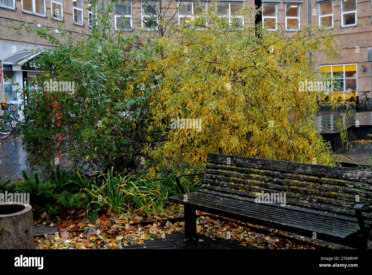Copenhagen, Denmark /09 November 2023/Fall clolour leave and tree in ...