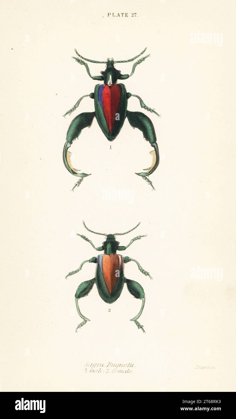 Frog beetle, frog-legged beetle or kangaroo beetle, Sagra buqueti, male ...