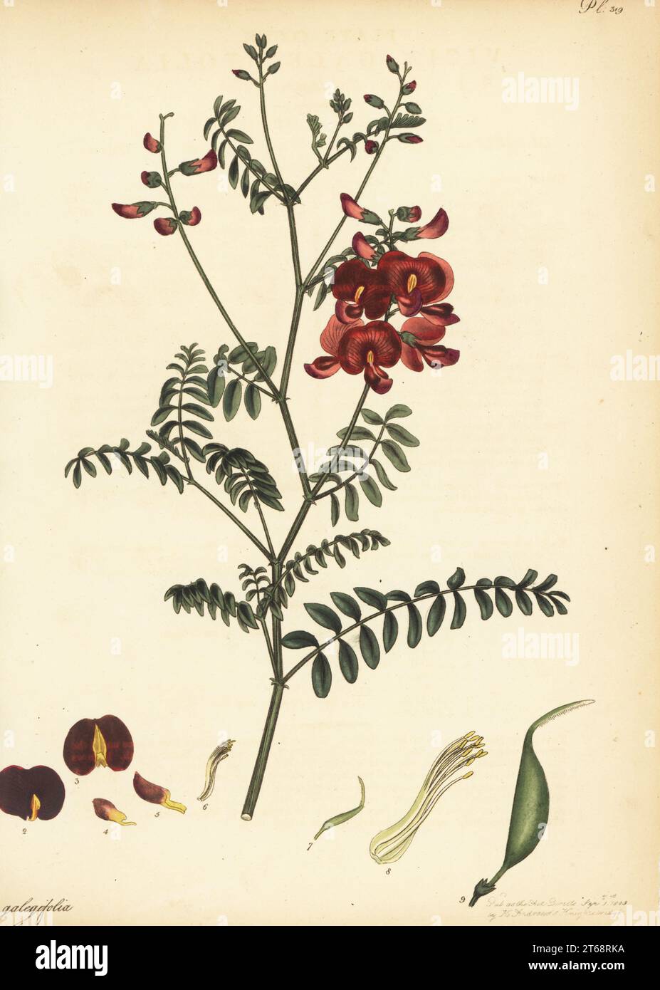 Darling pea hi-res stock photography and images - Alamy