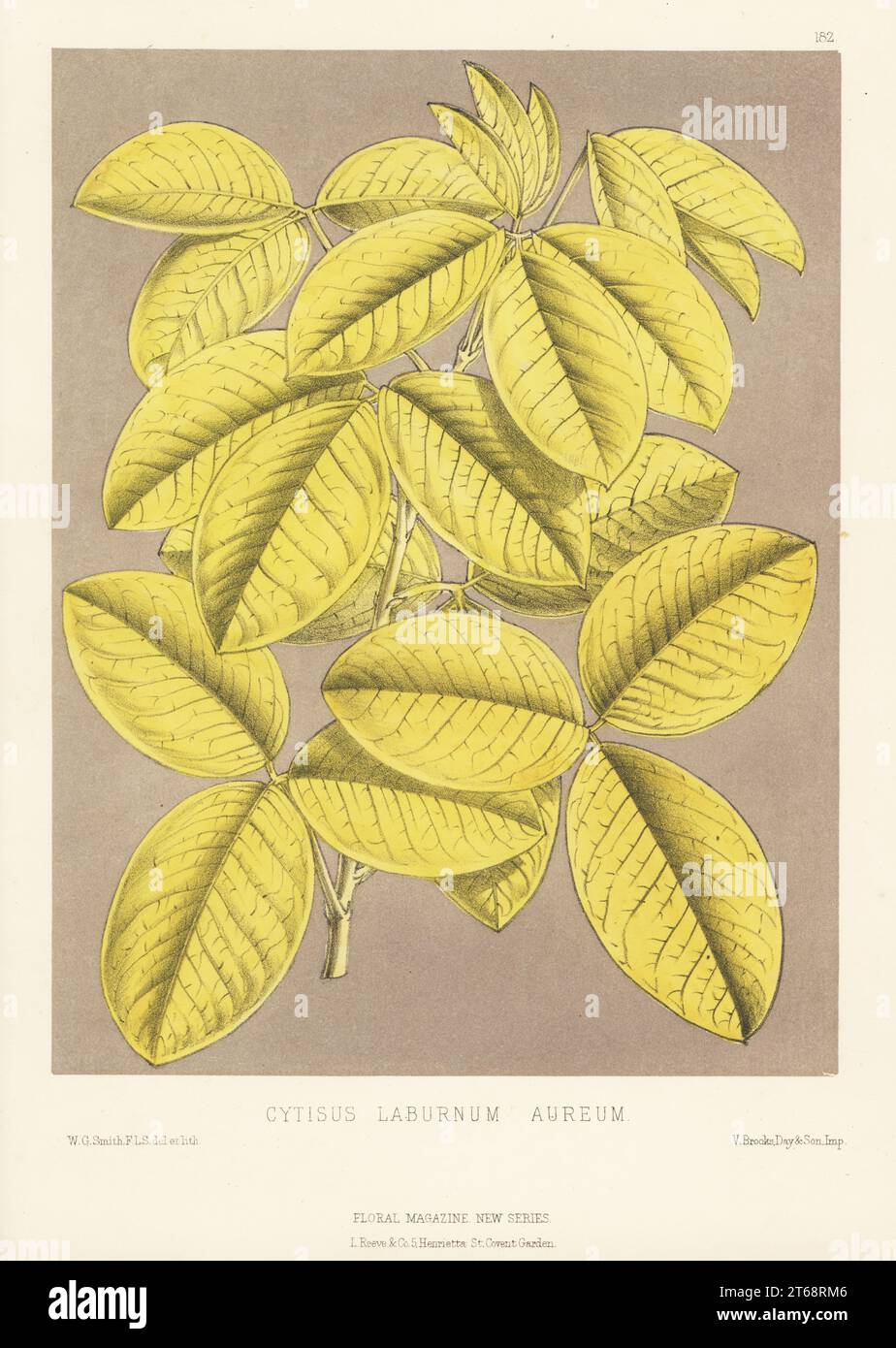 Cytisus laburnum aureum hi-res stock photography and images - Alamy