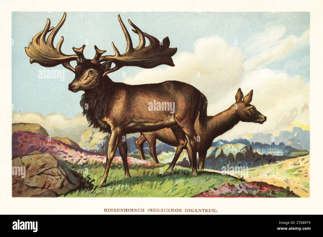 Irish elk, giant deer or Irish deer, Megaloceros giganteus, extinct ...