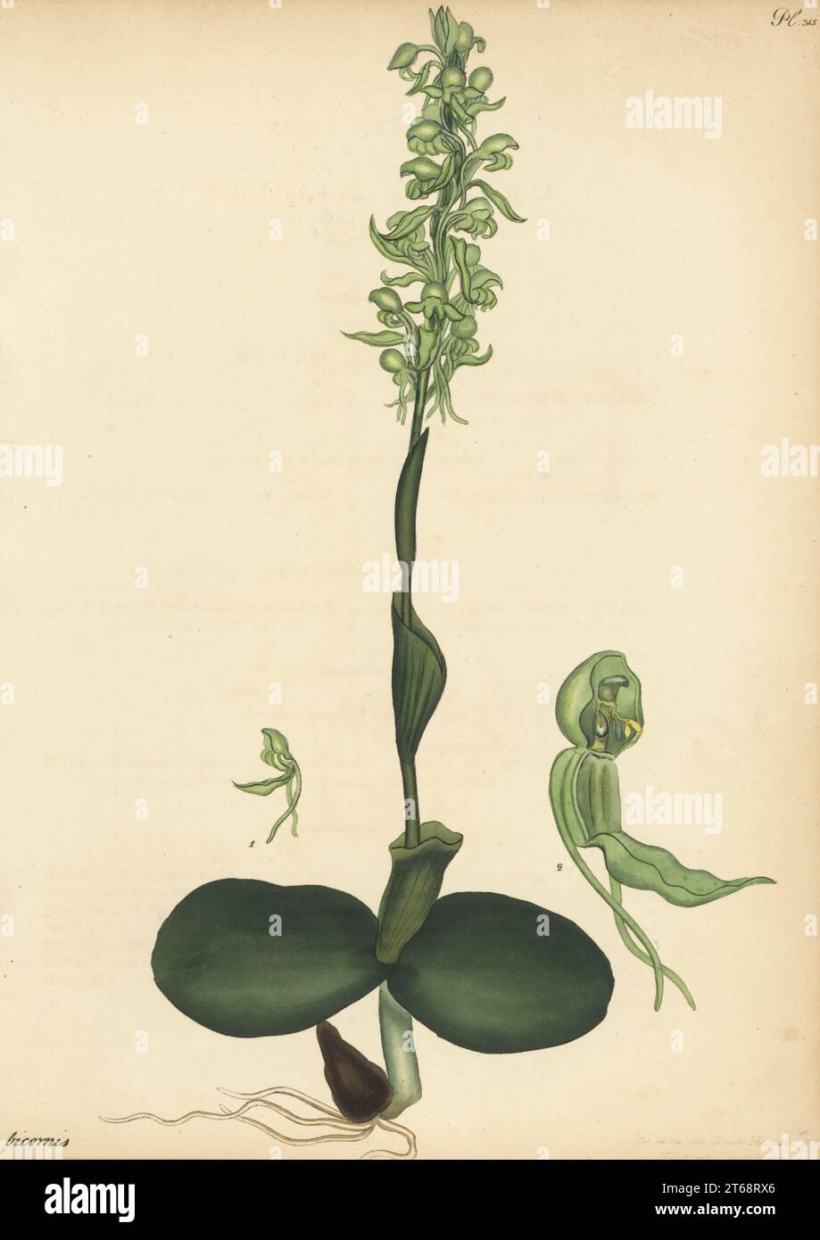 Satyrium bicorne orchid. Two-horned orchis, Orchis bicornis. From the ...