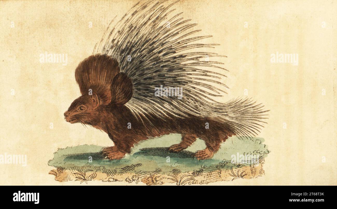 Crested porcupine or African crested porcupine, Hystrix cristata ...