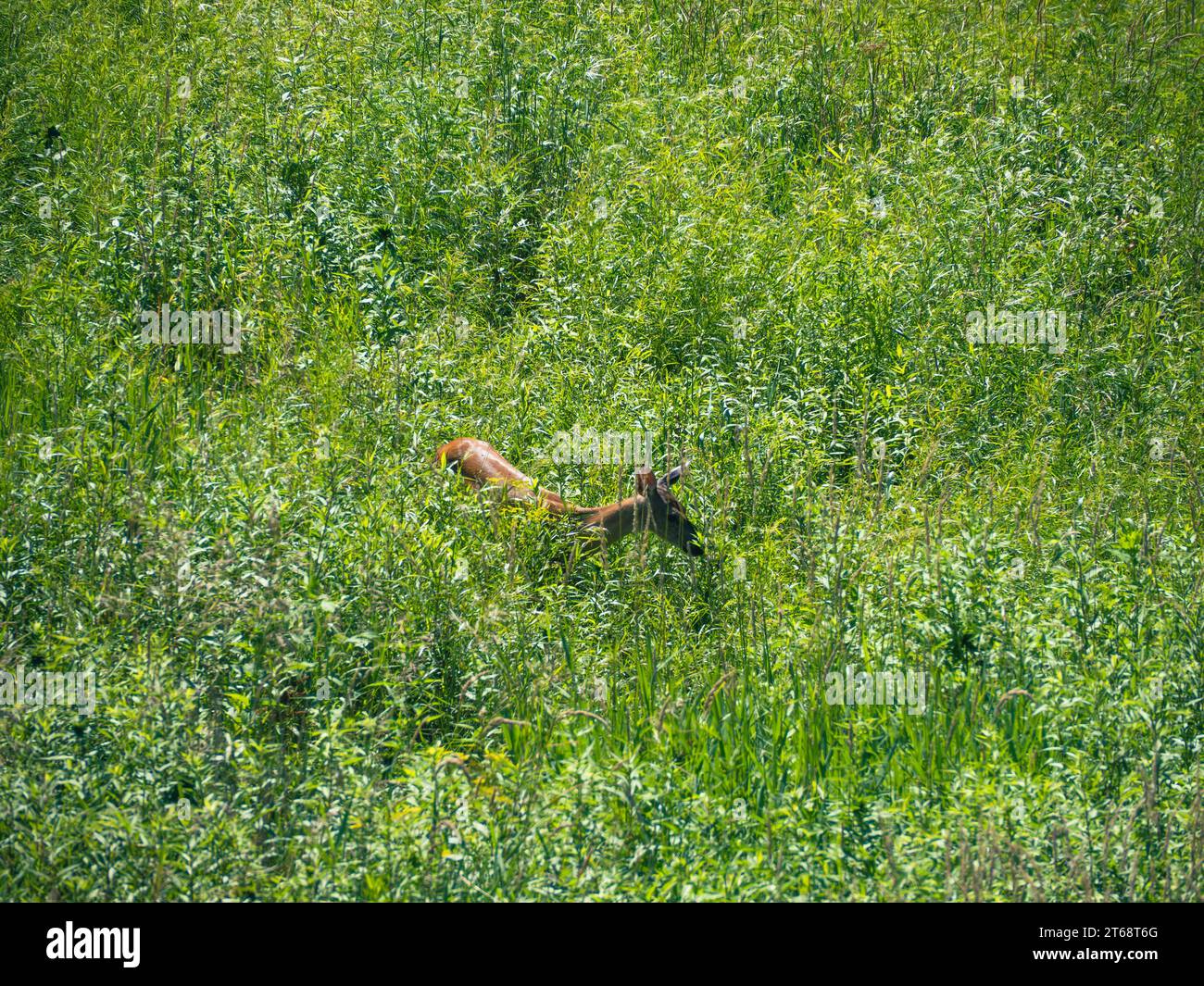 A white-tailed deer is running through a lush grassy field, scanning ...