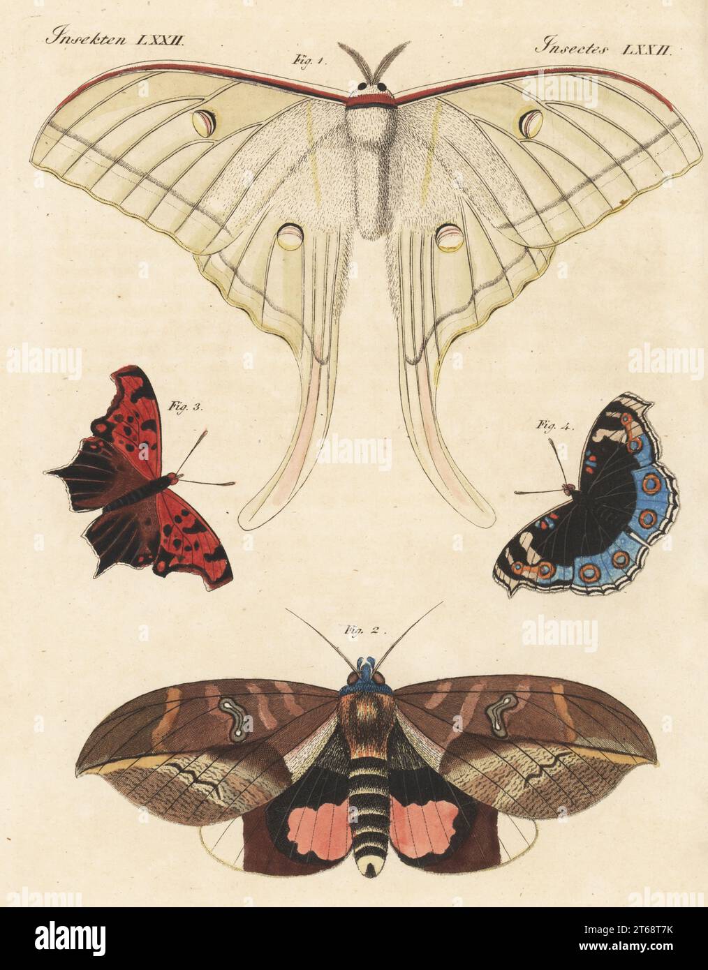 Luna moth or American moon moth, Actias luna 1, Phyllodes ...