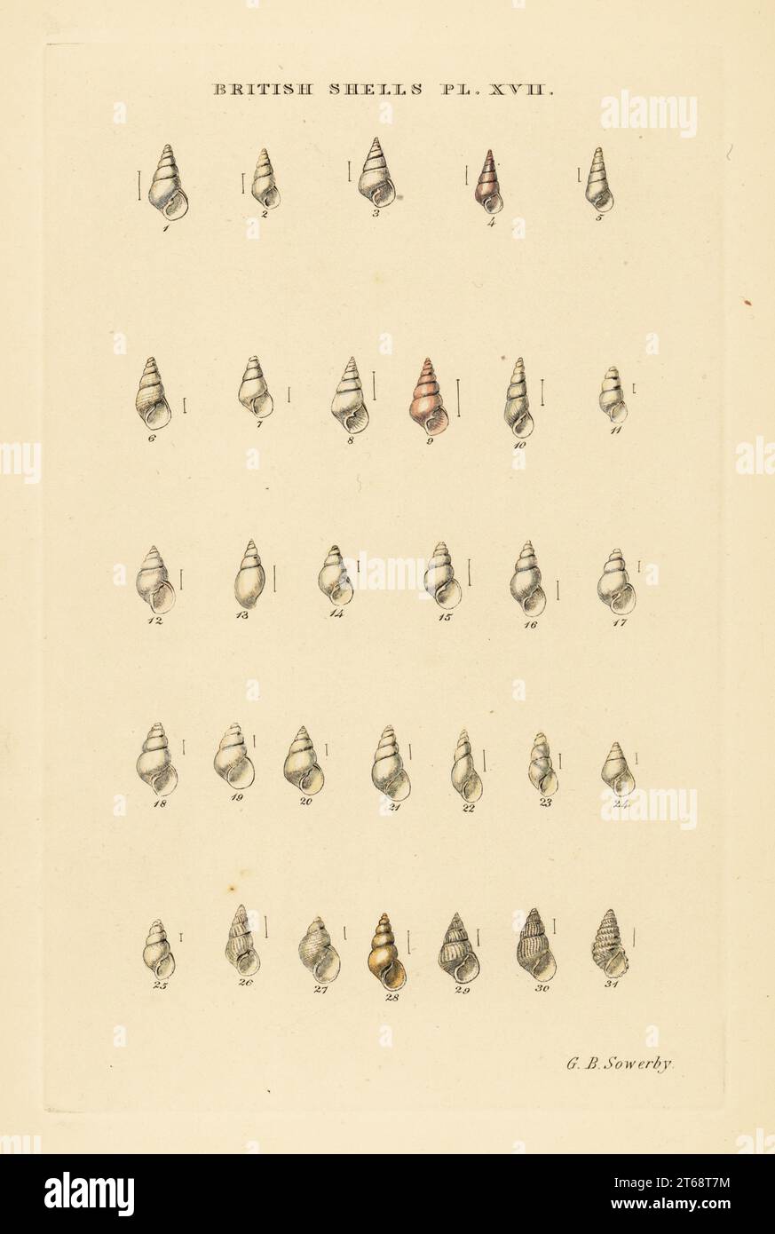 Minute pyramid sea shell varieties, Odostomia, etc. Handcoloured ...