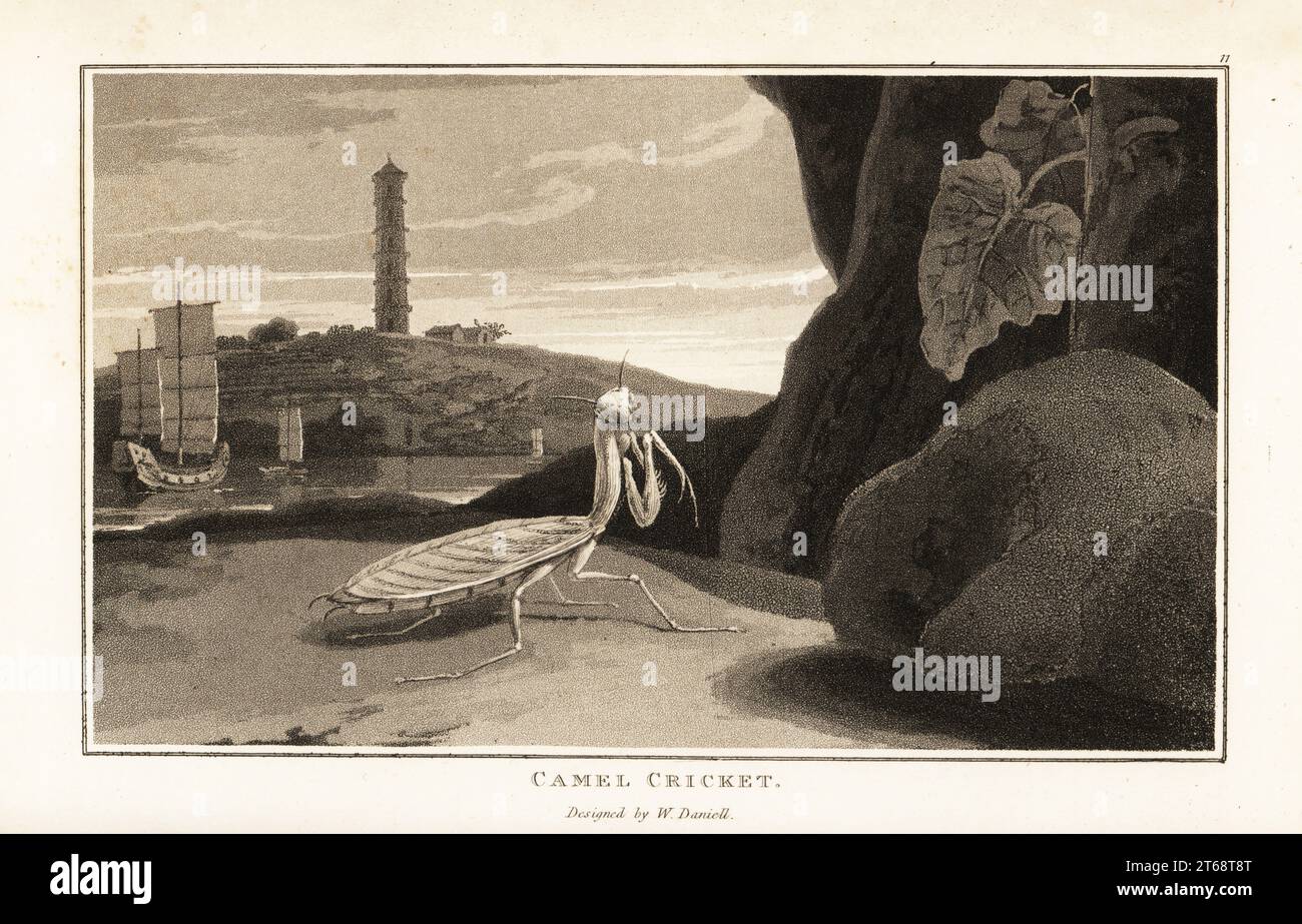 Chinese mantis, Tenodera sinensis, in front of a landscape with pagoda ...