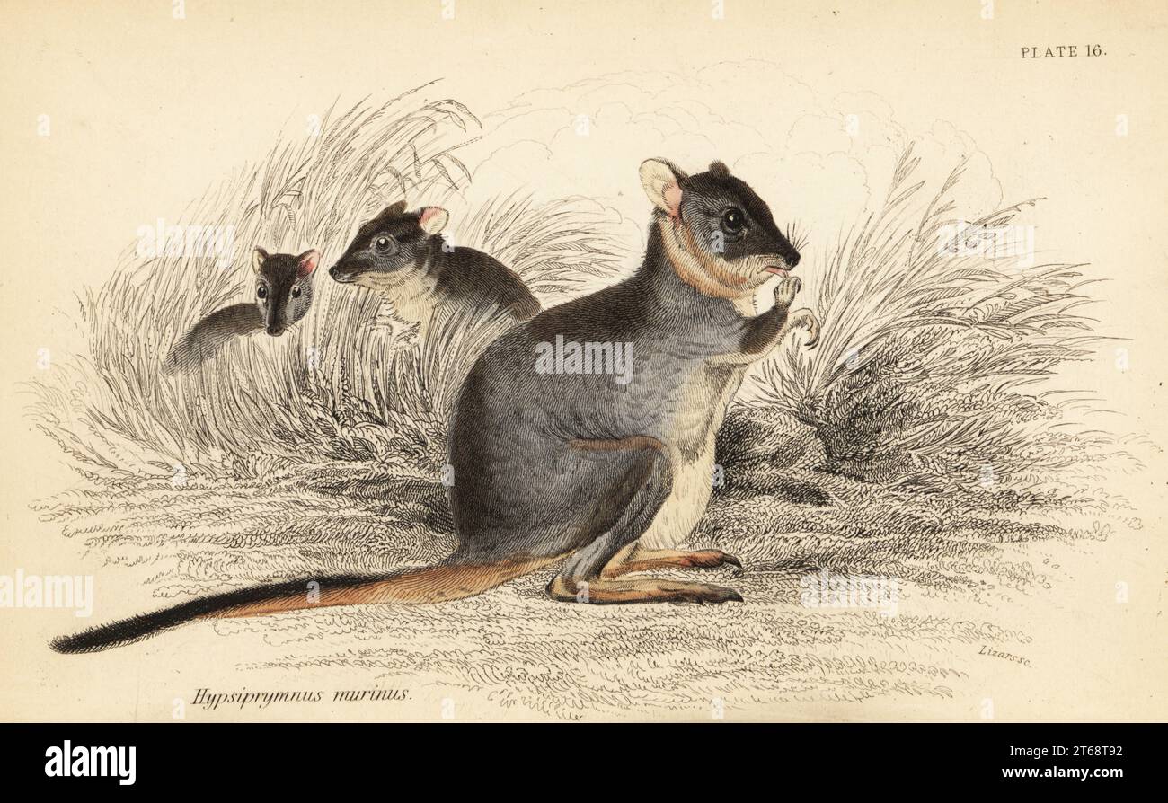 Long footed potoroo hi-res stock photography and images - Alamy