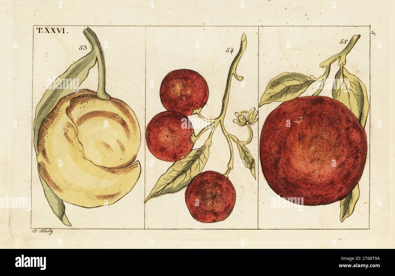 Varieties of oranges: bitter orange, Citrus aurantium 53, sweet orange ...