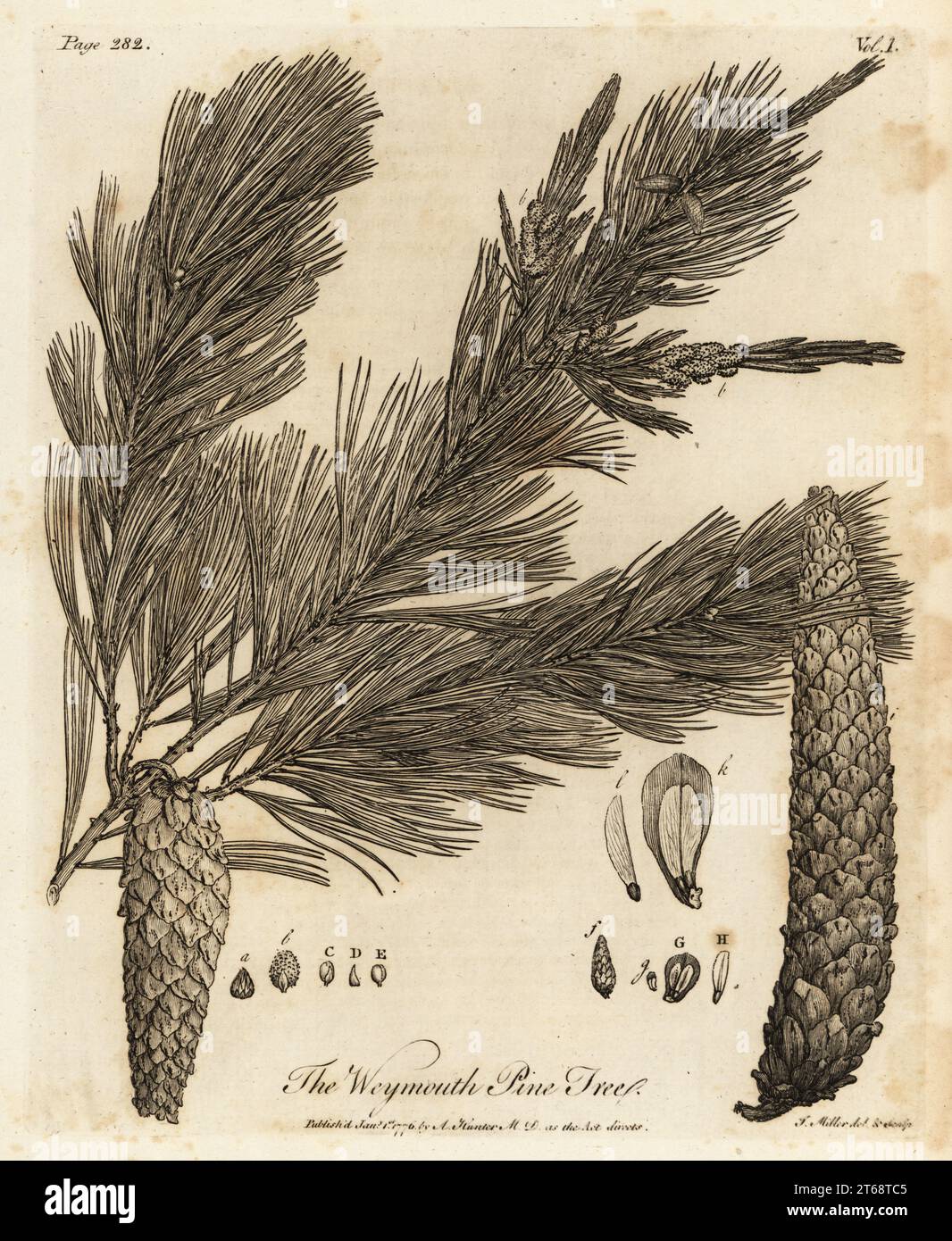 Eastern white pine, Pinus strobus. Weymouth Pine Tree. Copperplate ...
