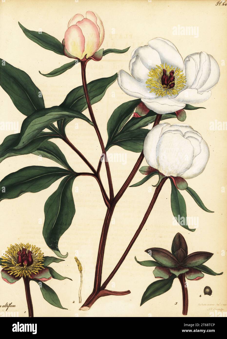 Chinese peony, Paeonia lactiflora. White peony, Paeonia albiflora ...