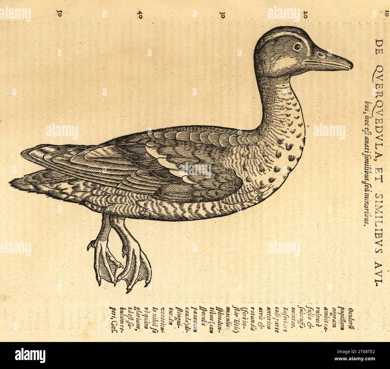 Similibus avibus hi-res stock photography and images - Alamy