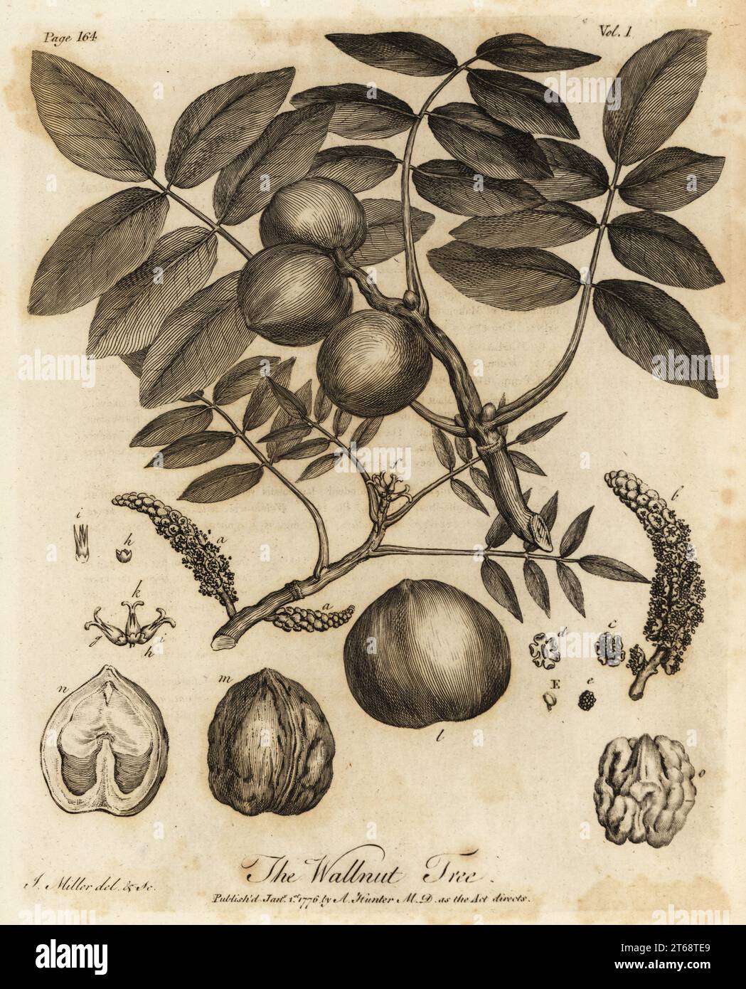 18th century illustration shell hi-res stock photography and images - Alamy