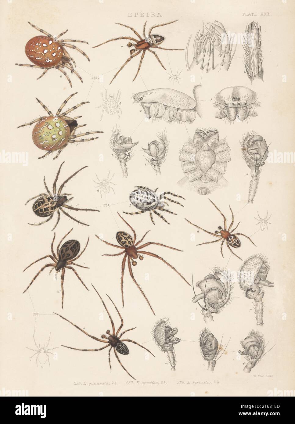 Spiders anatomy hi-res stock photography and images - Alamy