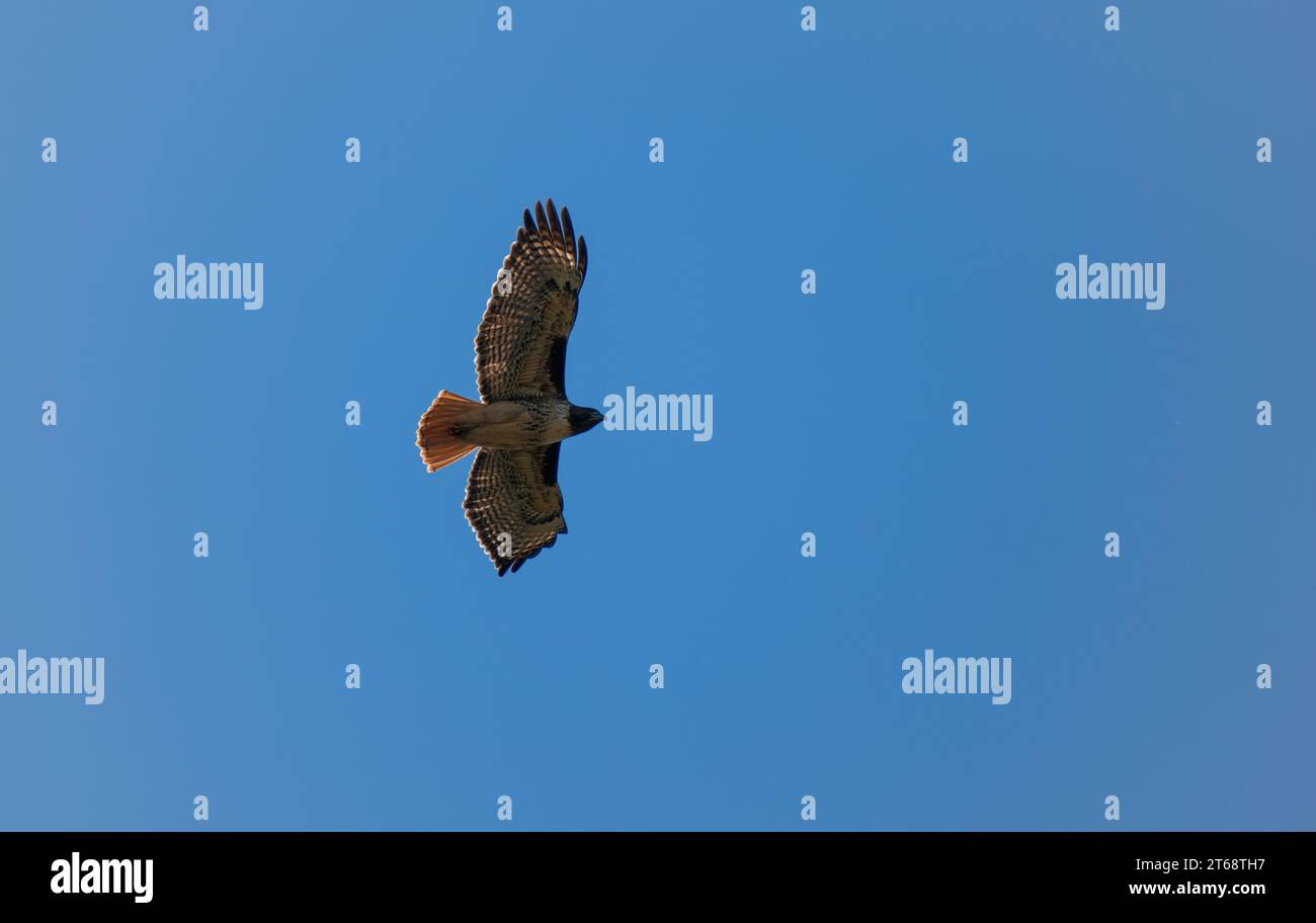 A majestic bird soaring in the sky, viewed from a low-angle perspective ...