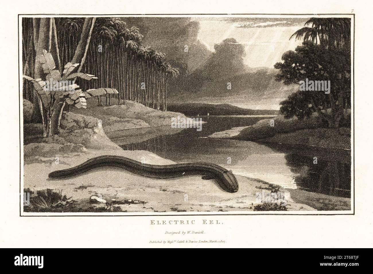 Electric eel, Electrophorus electricus, on the shore near a river in ...