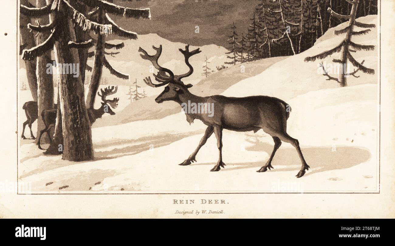 Reindeer, Rangifer tarandus, Cervus tarandus, in a snow-covered ...
