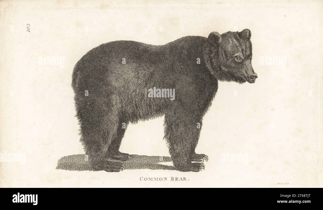 Brown bear or common bear, Ursus arctos. Copperplate engraving by James ...