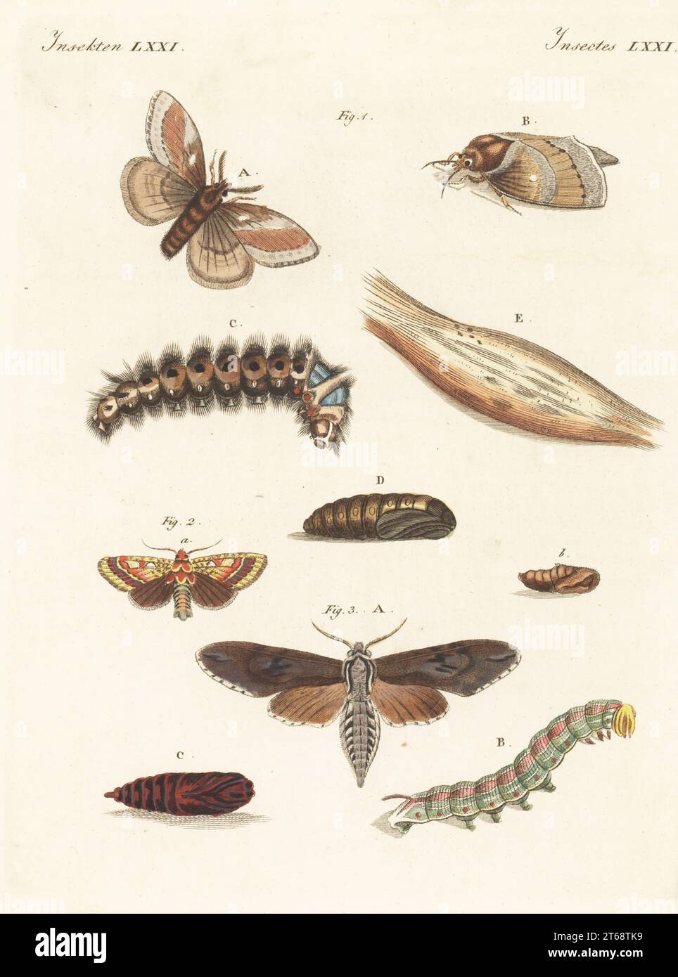 Pine-tree lappet moth, Dendrolimus pini 1, pine beauty, Panolis flammea ...