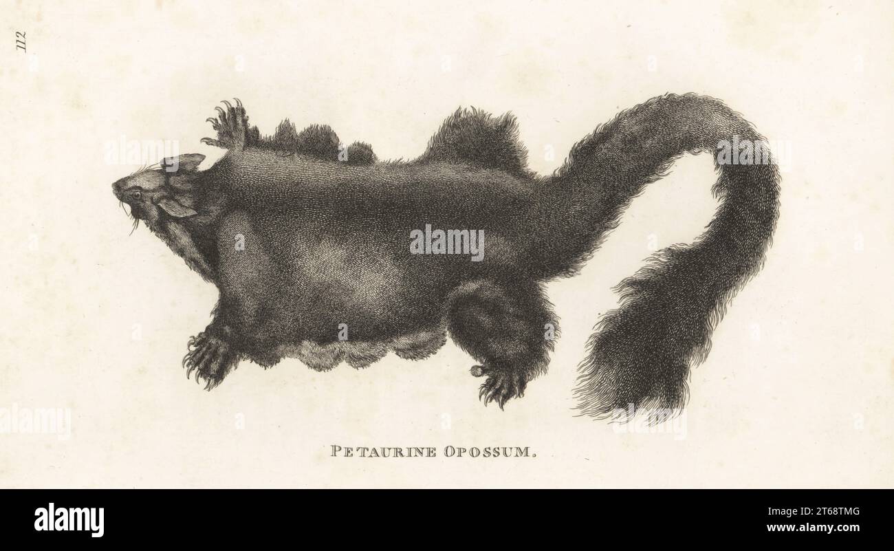 Yellow-bellied glider, fluffy glider or greater flying phalanger ...