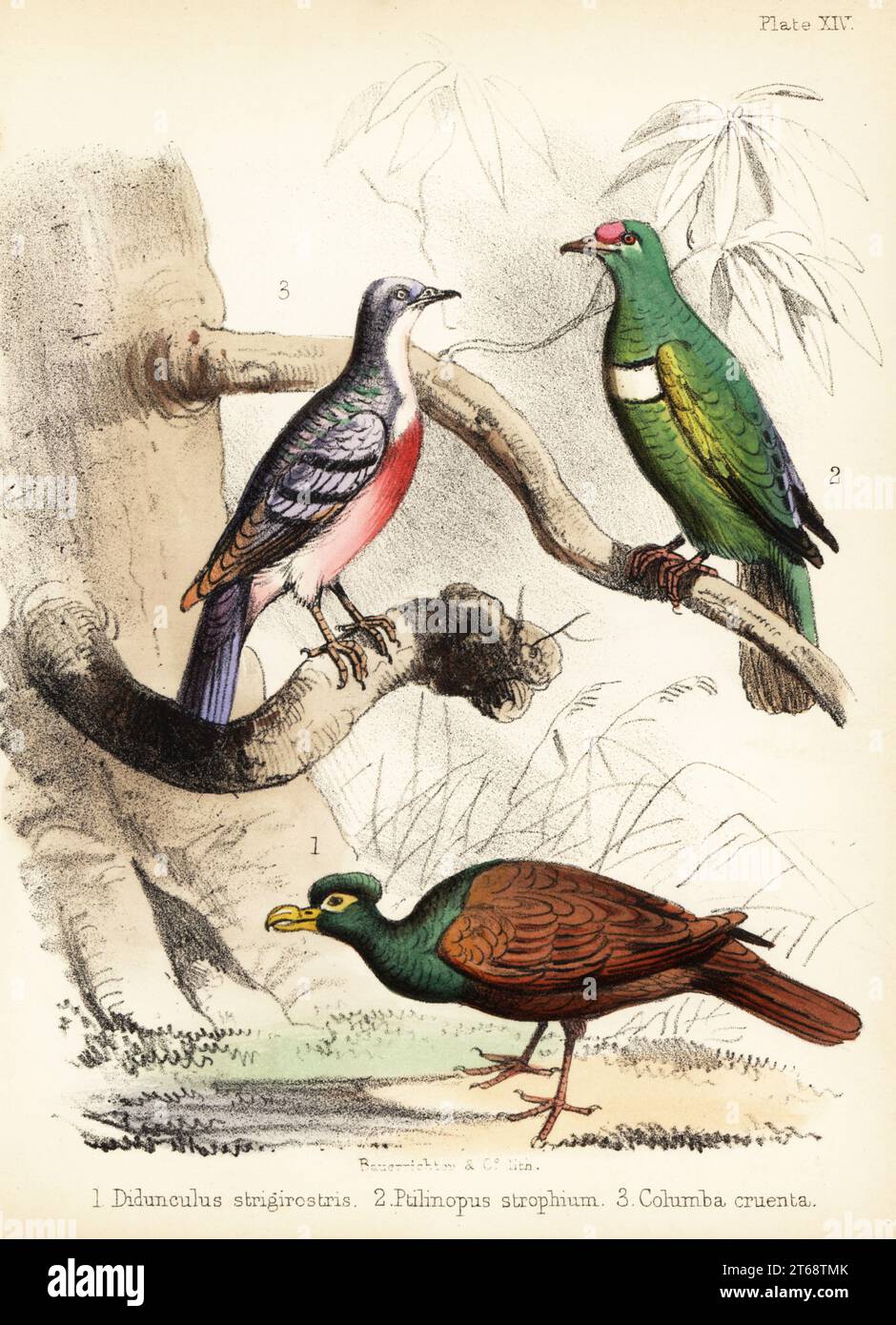 Critically endangered tooth-billed pigeon, Didunculus strigirostris 1 ...