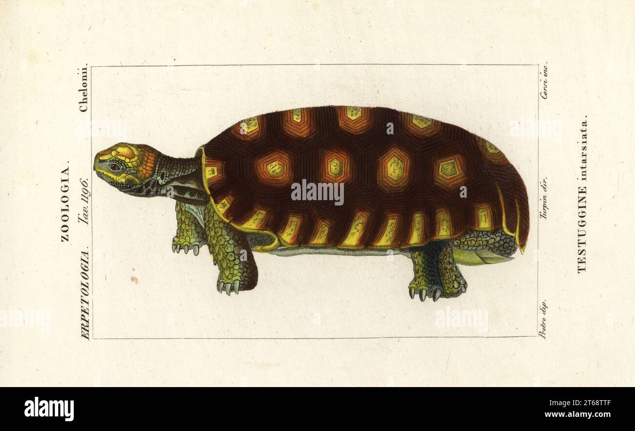 Yellow-footed tortoise or Brazilian giant tortoise, Chelonoidis ...