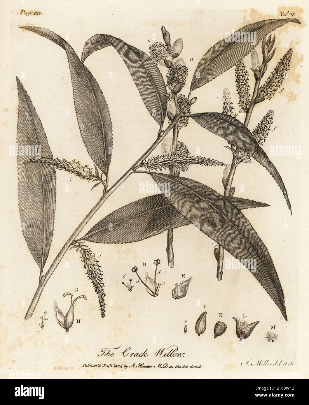 Crack willow or brittle willow, Salix fragilis. Copperplate engraving ...