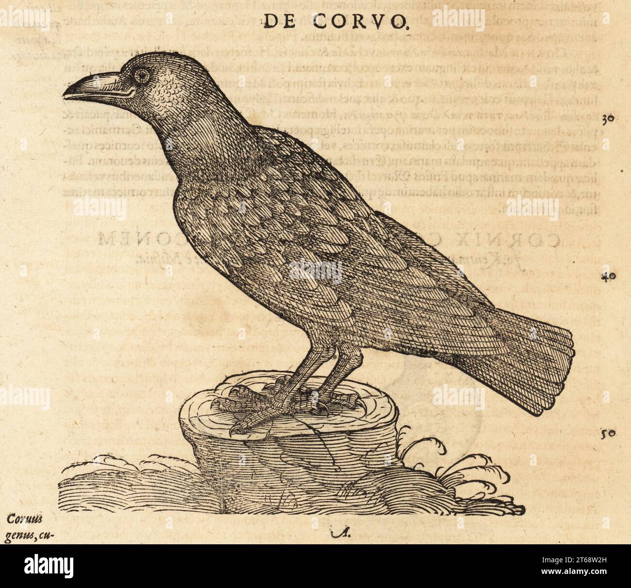 Raven Woodcut Tattoos Find Woodcut Tattoos In