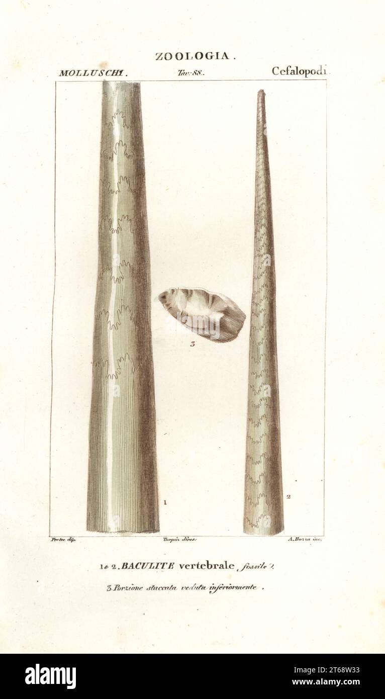 Fossil shell of baculite or walking stick rock, an extinct cephalopod ...