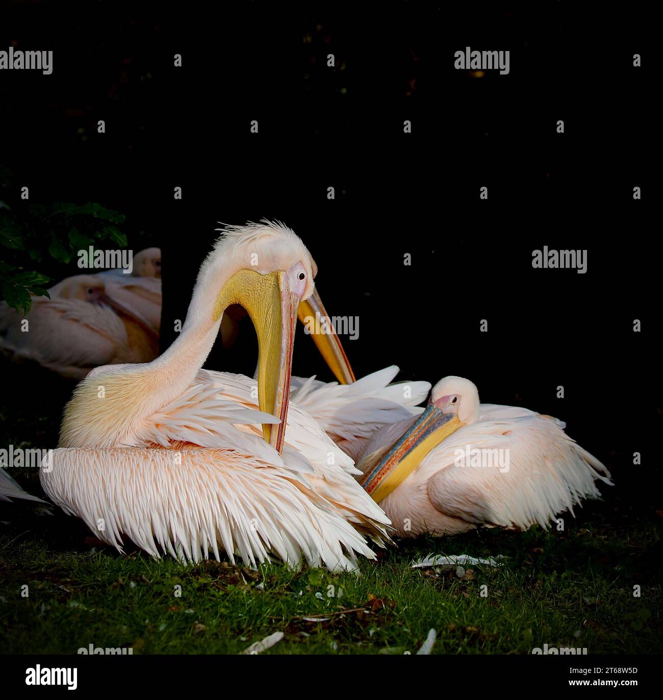 Streamlined nature hi-res stock photography and images - Alamy