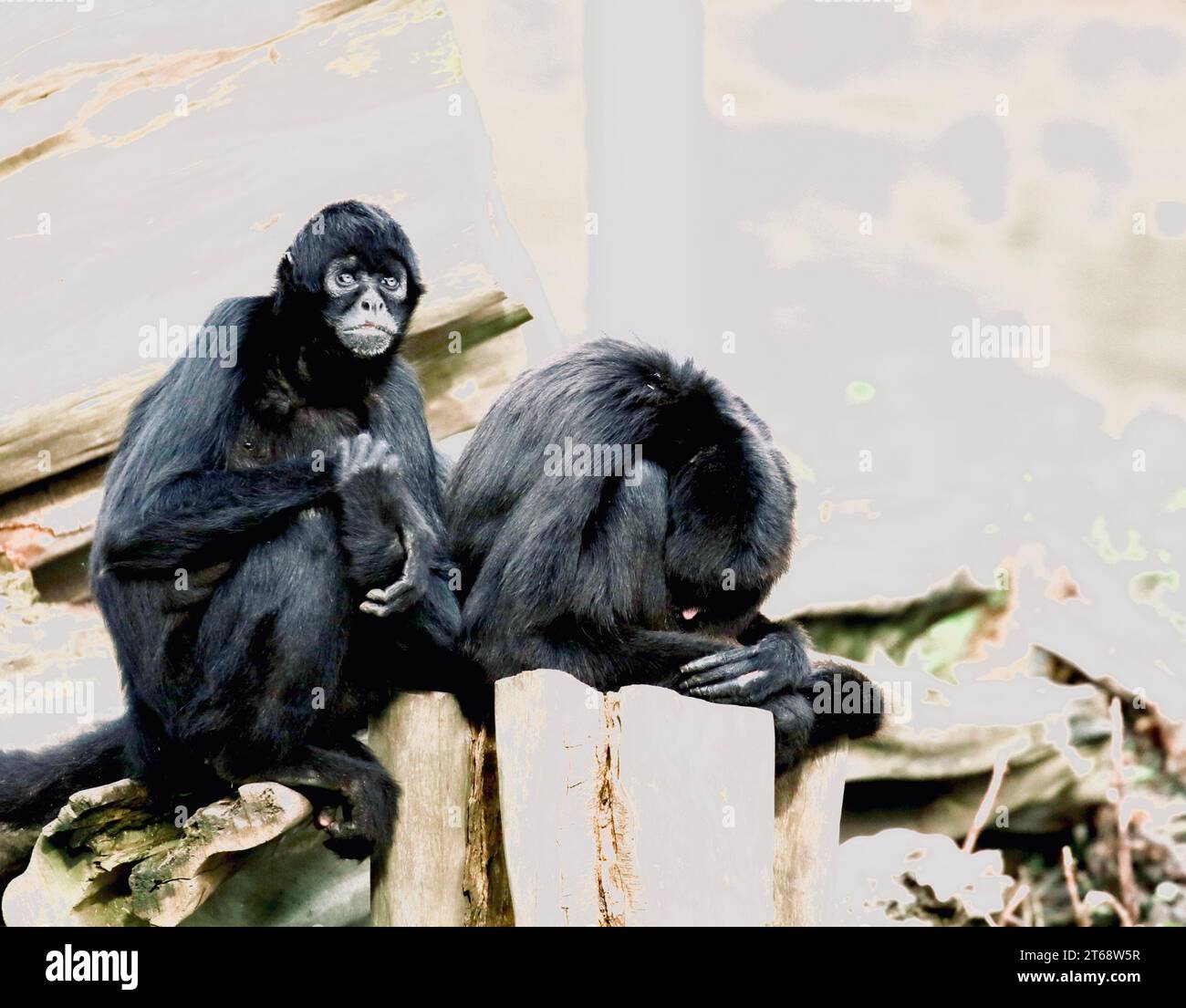 Black spider monkey group hi-res stock photography and images - Alamy