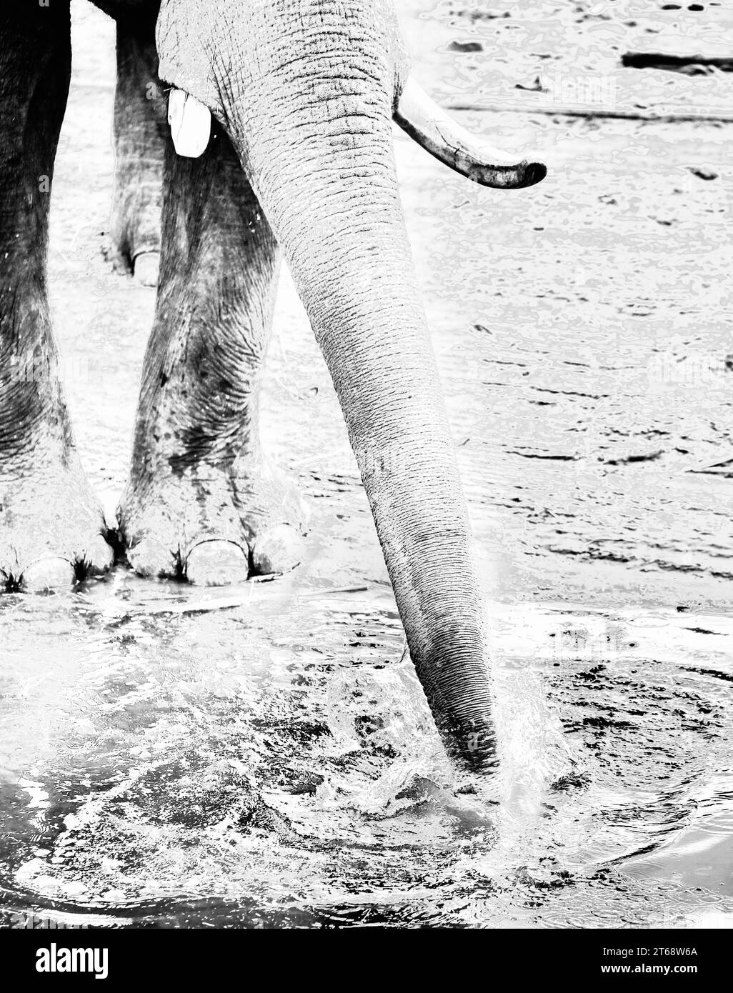 Elephant splashing Black and White Stock Photos & Images - Alamy