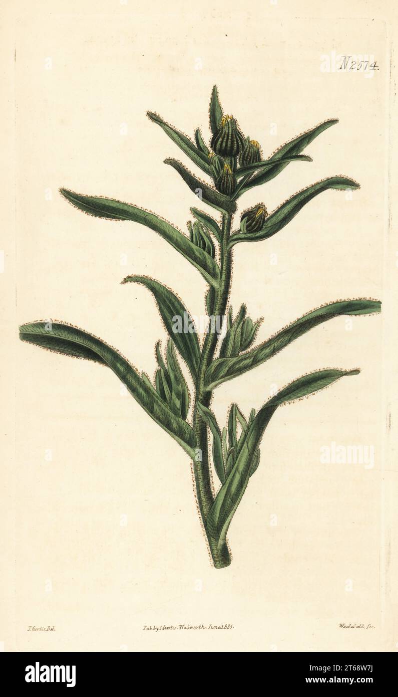 Coast tarweed and Chilean tarweed, Madia sativa. Clammy madia, Madia ...